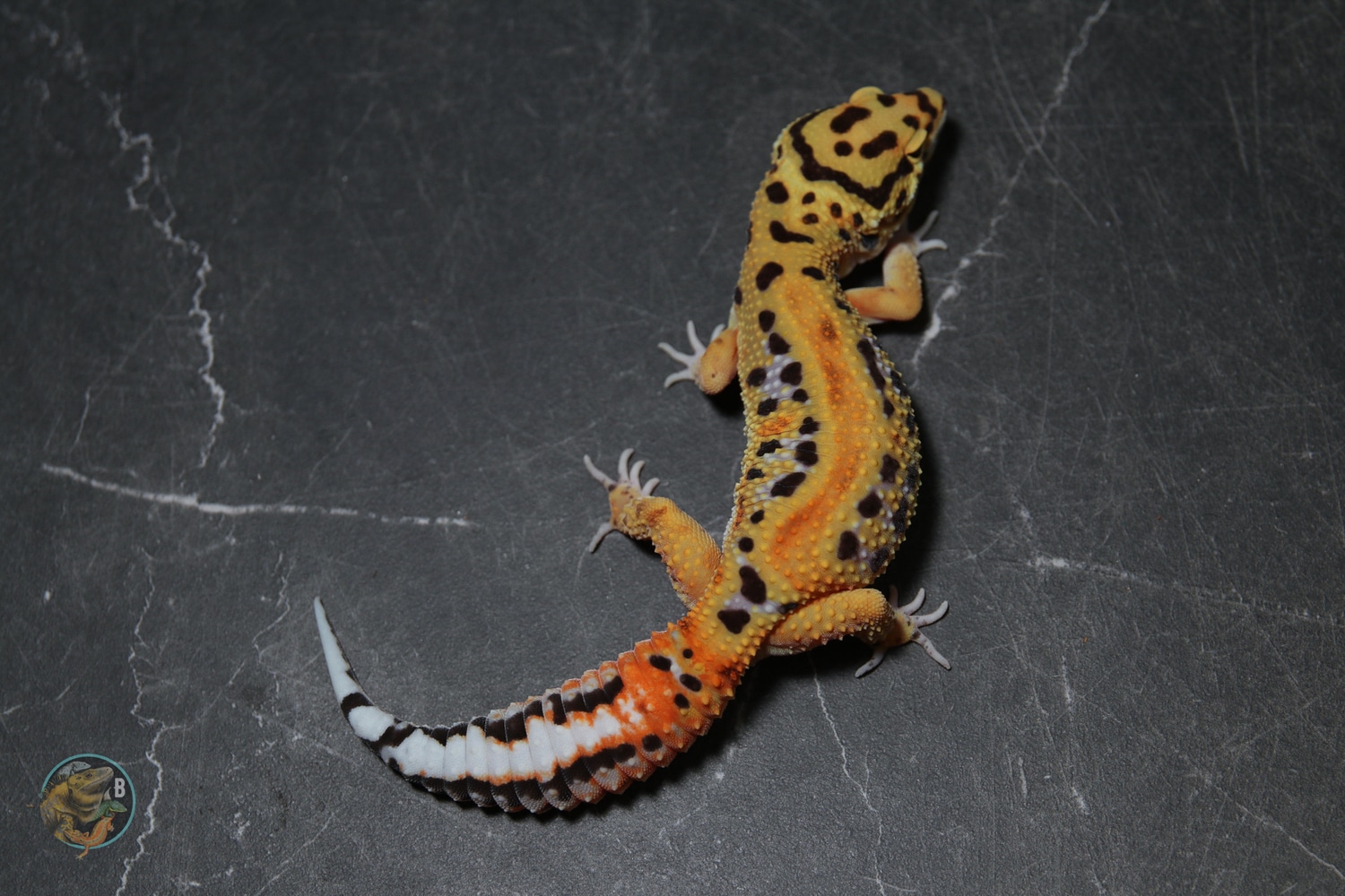 Bold Stripe Clown X Inferno Tangerine Leopard Gecko by Bubba’s Living ...