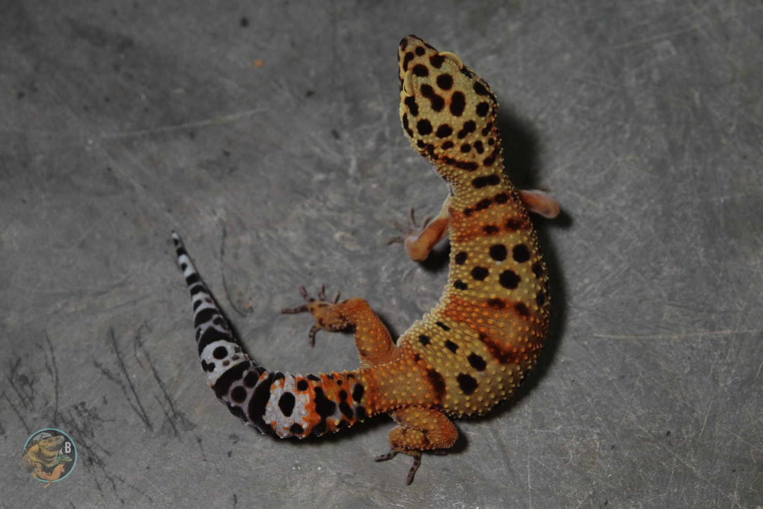 Clown X Inferno Tangerine Ph Rainwater Albino & Eclipse Leopard Gecko ...