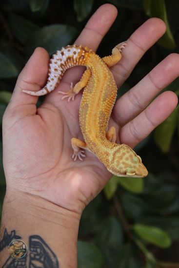 Striped Magma Tangerine Rainwater Albino Leopard Gecko by Bubba’s ...