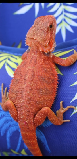 Red Hypo Translucent Central Bearded Dragon by Bucket List Reptiles