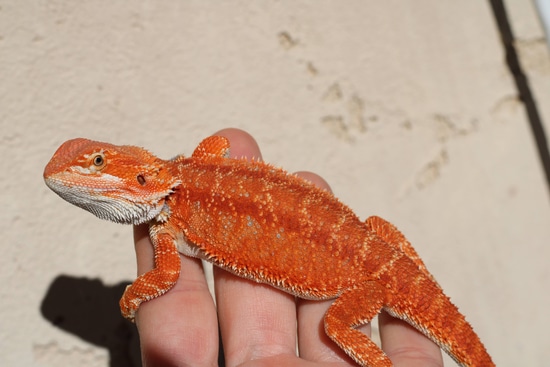 Spanish Red Hypo Het. Translucent Central Bearded Dragon by Bucket List ...
