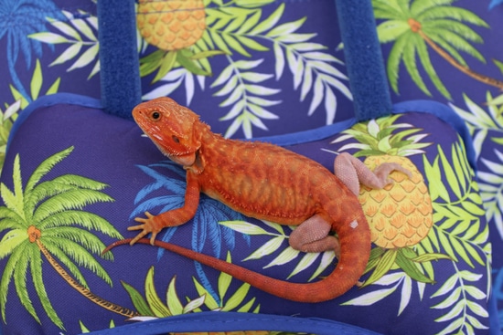 Bright Hypo Translucent Leatherback Female Central Bearded Dragon by ...