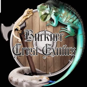 Bucknercrestexotics - MorphMarket