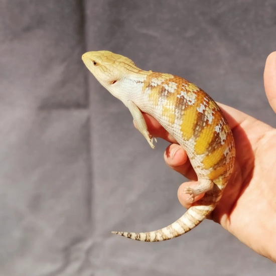 Bright Yellow Orange Northern Blue-Tongued Skink by Bucknercrestexotics
