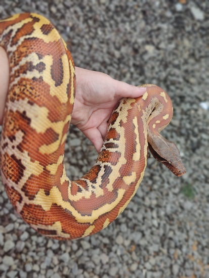 Matrix Lyly Marter Het T+ Blood Python by Bucknercrestexotics