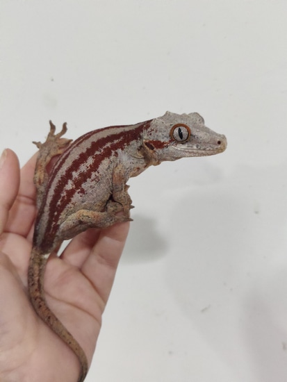Deadpool Offspring Gargoyle Gecko by Bucknercrestexotics