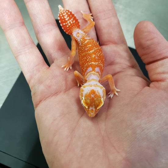 Albino Het. Patternless Pilbarensis Knob-Tailed Gecko by BucksReptiles