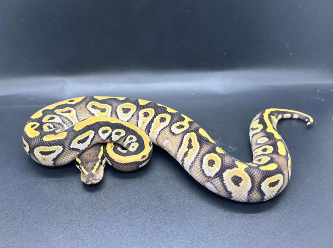Mystic Ball Python by BLT Reptiles - MorphMarket