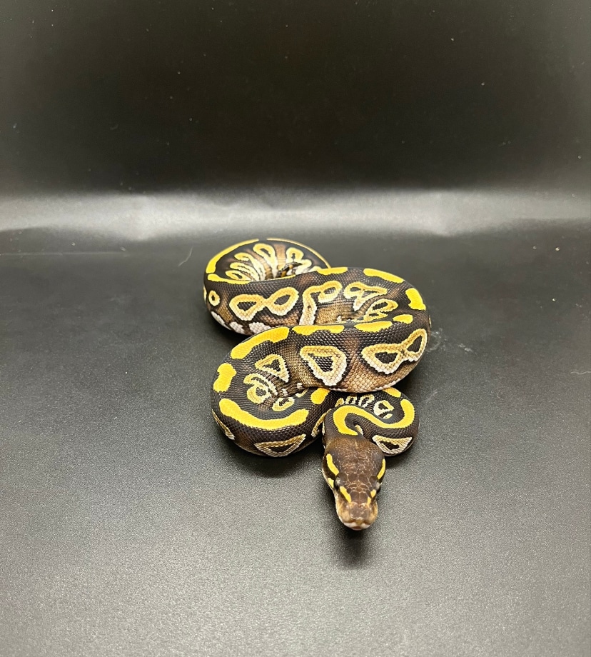 2022 Male Mojave Mahogany Ball Python by BLT Reptiles - MorphMarket