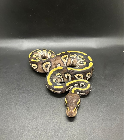 2022 Male Mojave Mahogany Ball Python by BLT Reptiles