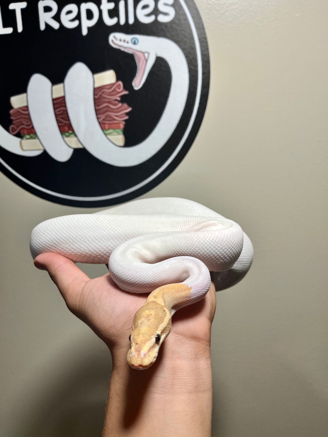 Breeder Male Banana Orange Dream Pied Ball Python by BLT Reptiles ...