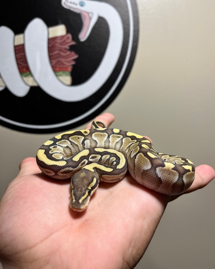 Chocolate Lesser Het Clown Ball Python by BLT Reptiles