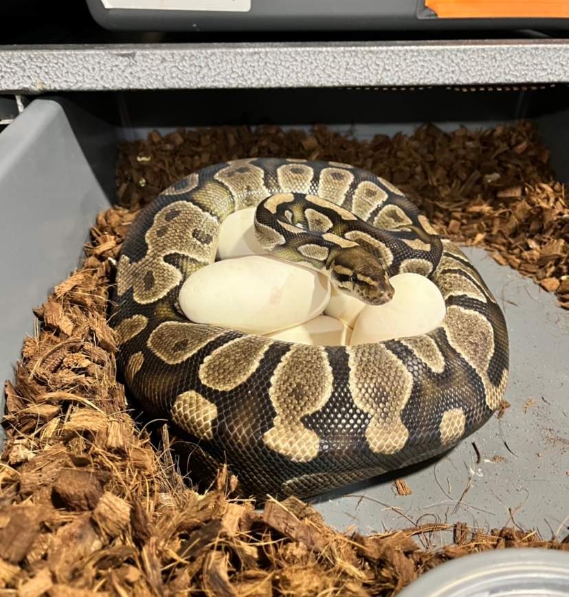Chocolate Ball Python by BLT Reptiles - MorphMarket