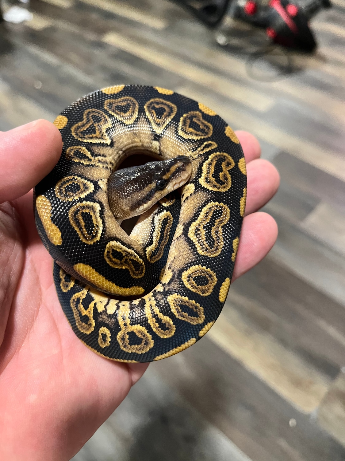 Wookie Black Pastel Yellowbelly Pos Het Clown Ball Python by BLT ...