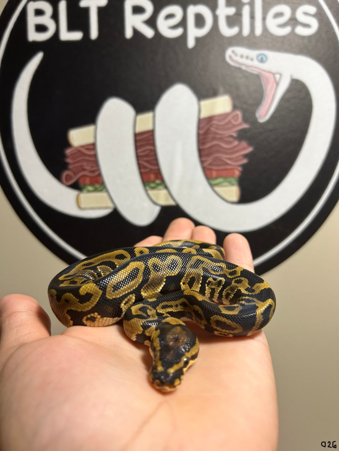 Leopard Het Clown Ball Python by BLT Reptiles - MorphMarket