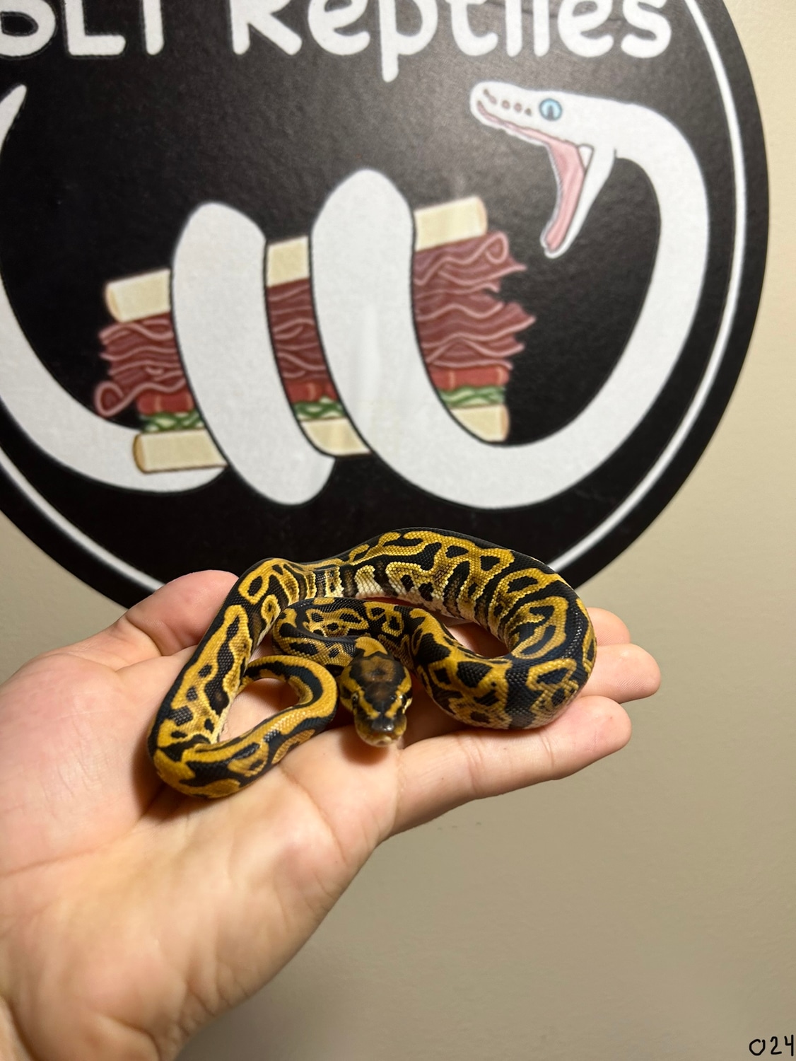 Leopard Special Het Clown Ball Python by BLT Reptiles - MorphMarket
