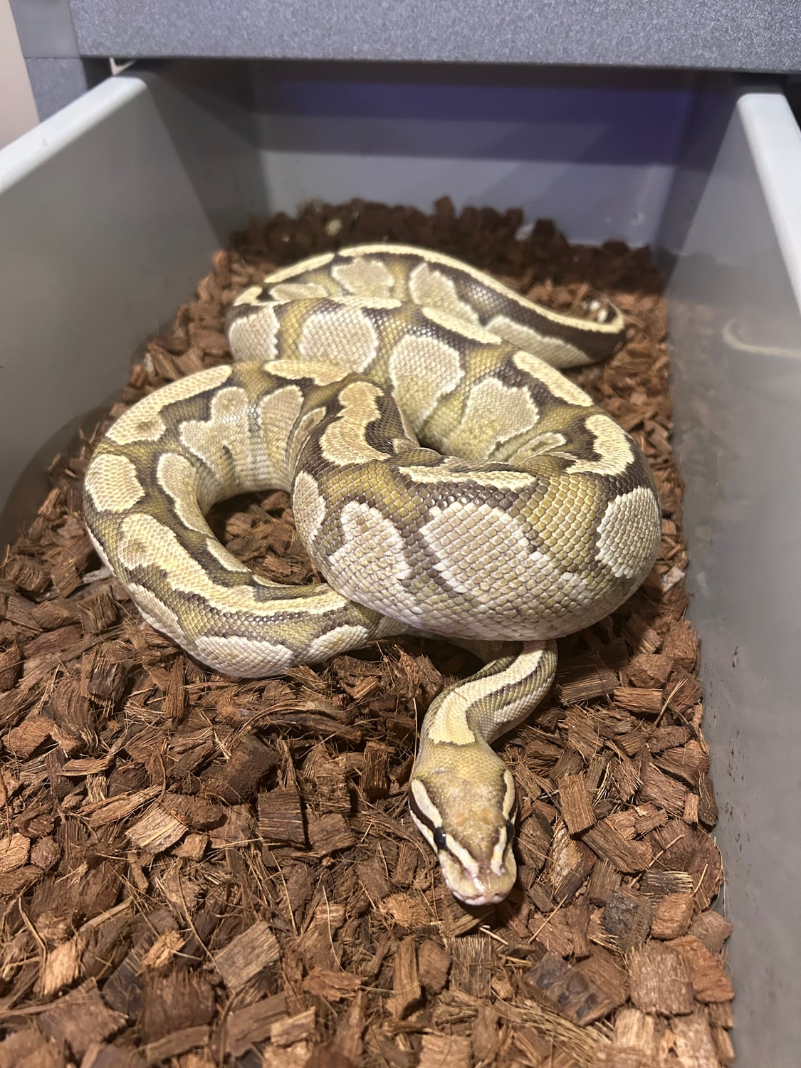 Yellow Belly Fire Ball Python by BLT Reptiles - MorphMarket