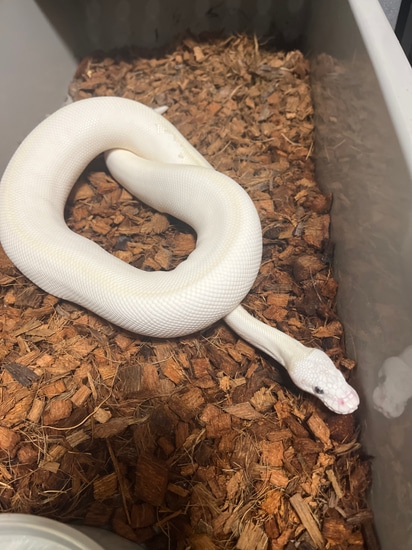 Super Lesser Ball Python by BLT Reptiles