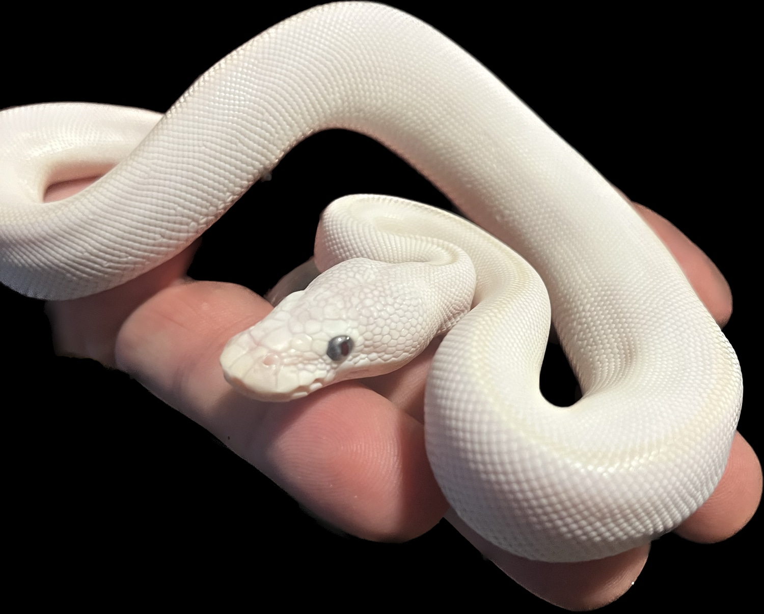 BEL Blue Eyed Lucy Ball Python by BLT Reptiles - MorphMarket