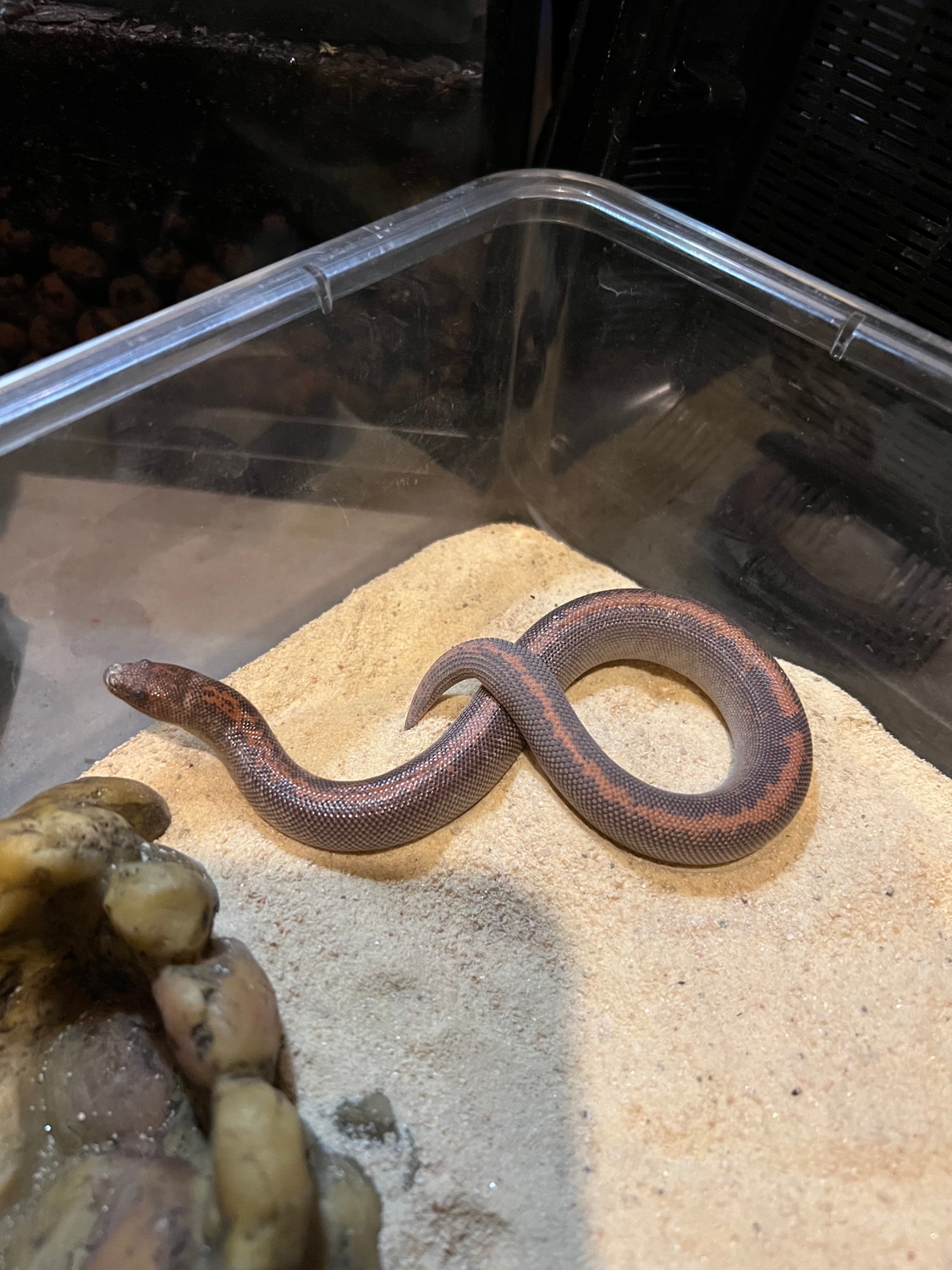Stripe Kenyan Sand Boa by J&M Reptile Shows - MorphMarket