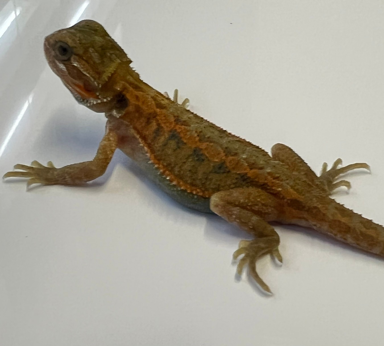 Hypo Translucent Bearded Dragon Central Bearded Dragon by Budget Dubia ...