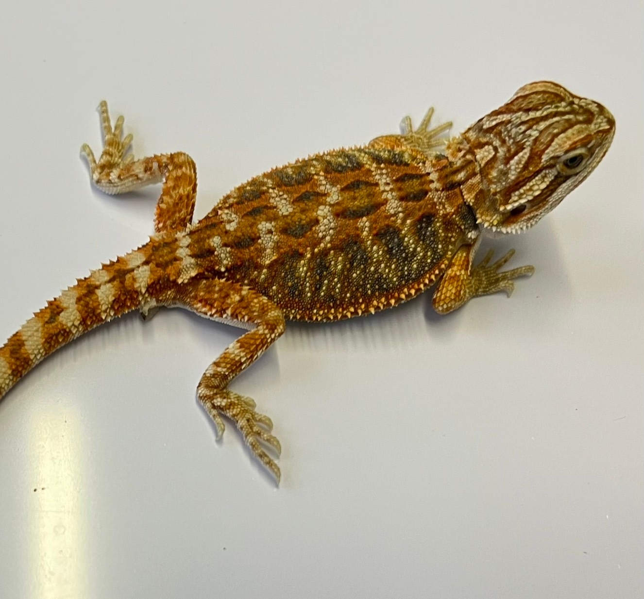 Hypo Tiger Bearded Dragon Central Bearded Dragon by Budget Dubia ...