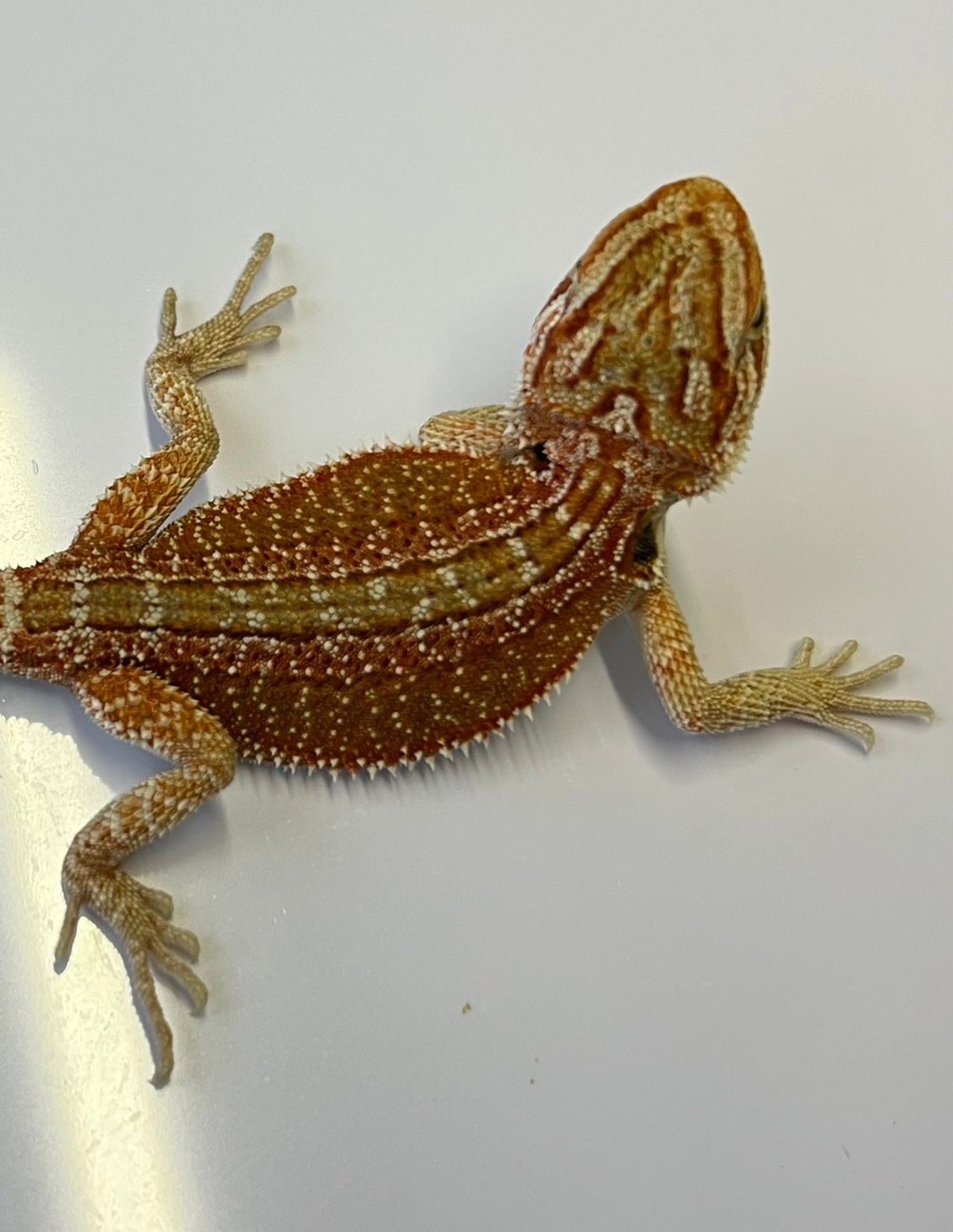 Hypo Genetic Stripe Bearded Dragon Central Bearded Dragon by Budget ...