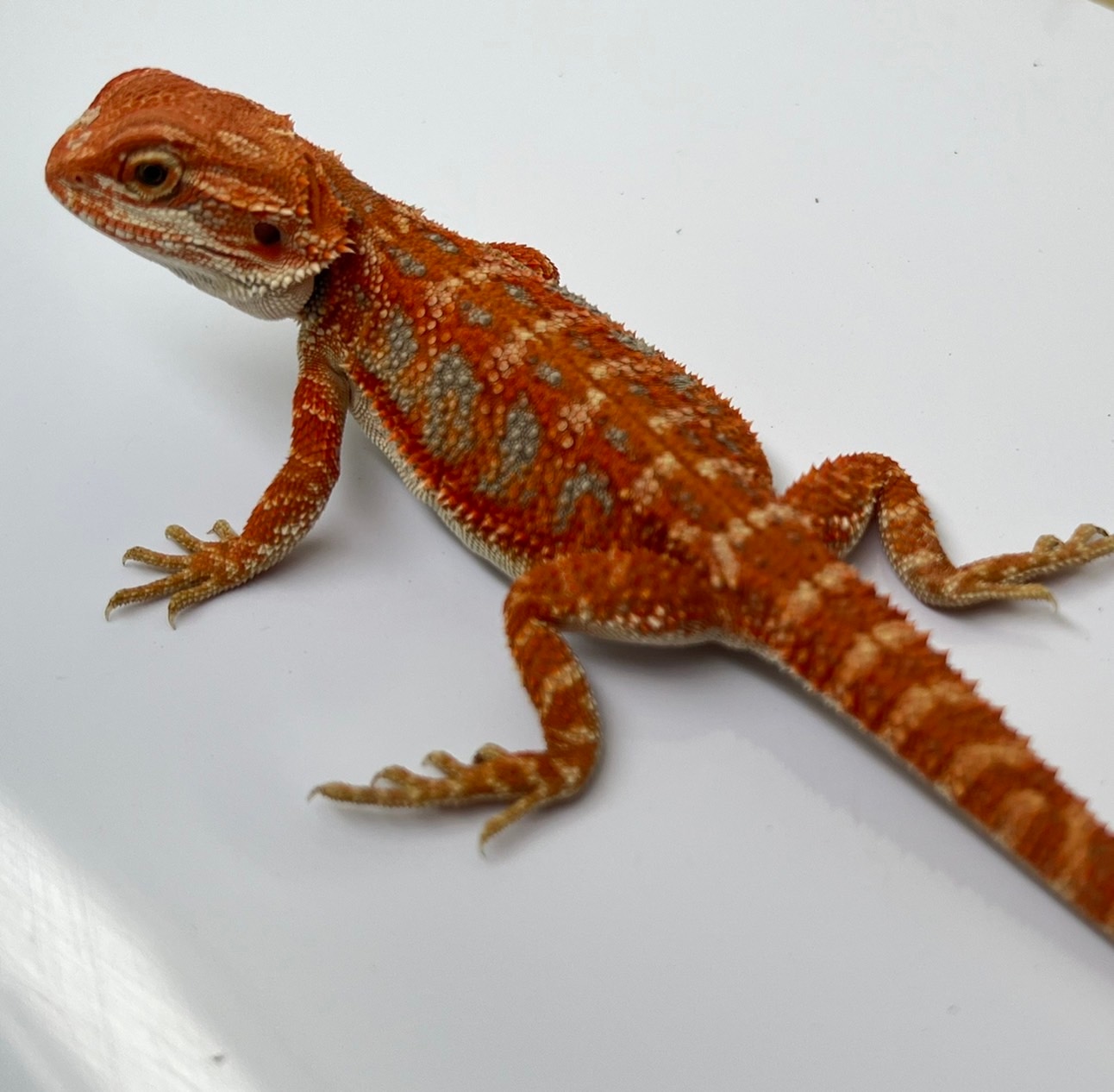 Hypo Red Tiger Blue Bar Bearded Dragon Central Bearded Dragon by Budget ...