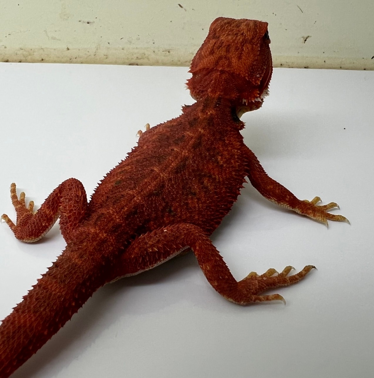 Red Hypo Translucent Central Bearded Dragon by Budget Dubia - MorphMarket