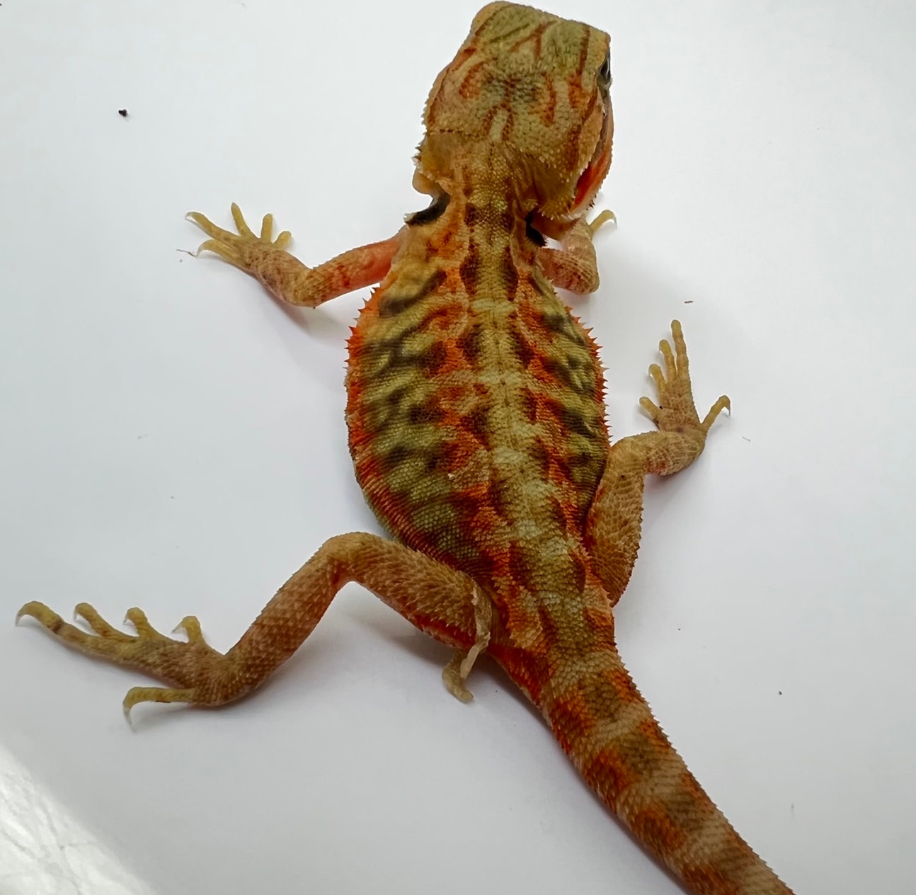 Hypo Translucent Leatherback Bearded Dragon Central Bearded Dragon by ...