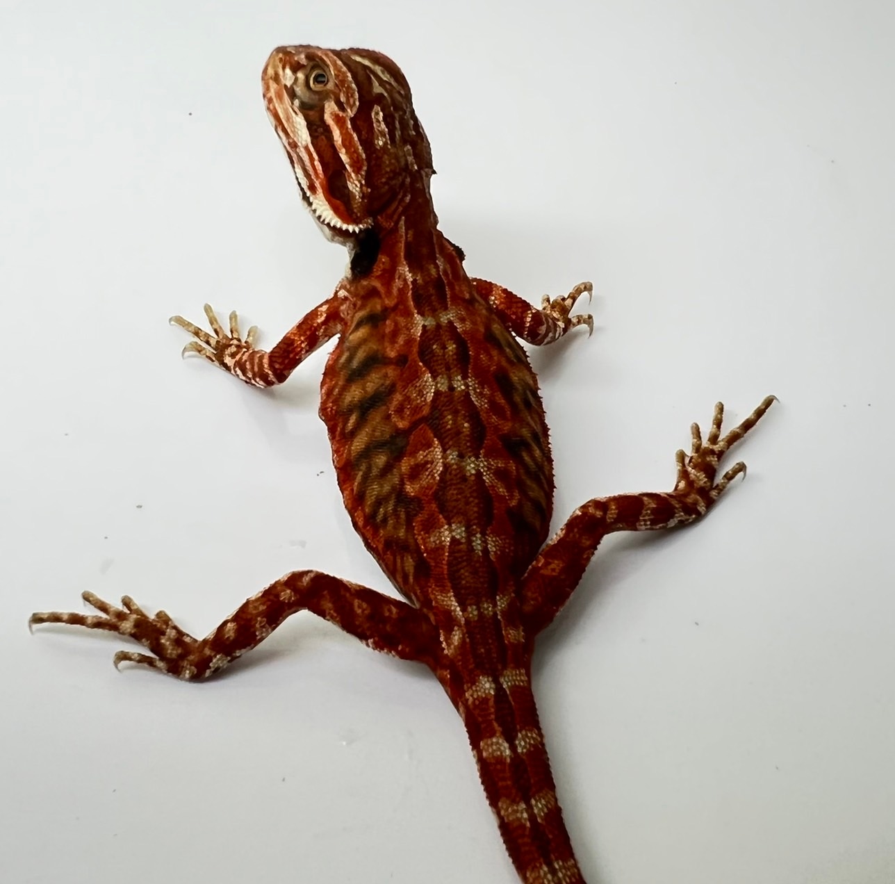 Red Leatherback Bearded Dragon Central Bearded Dragon by Budget Dubia ...