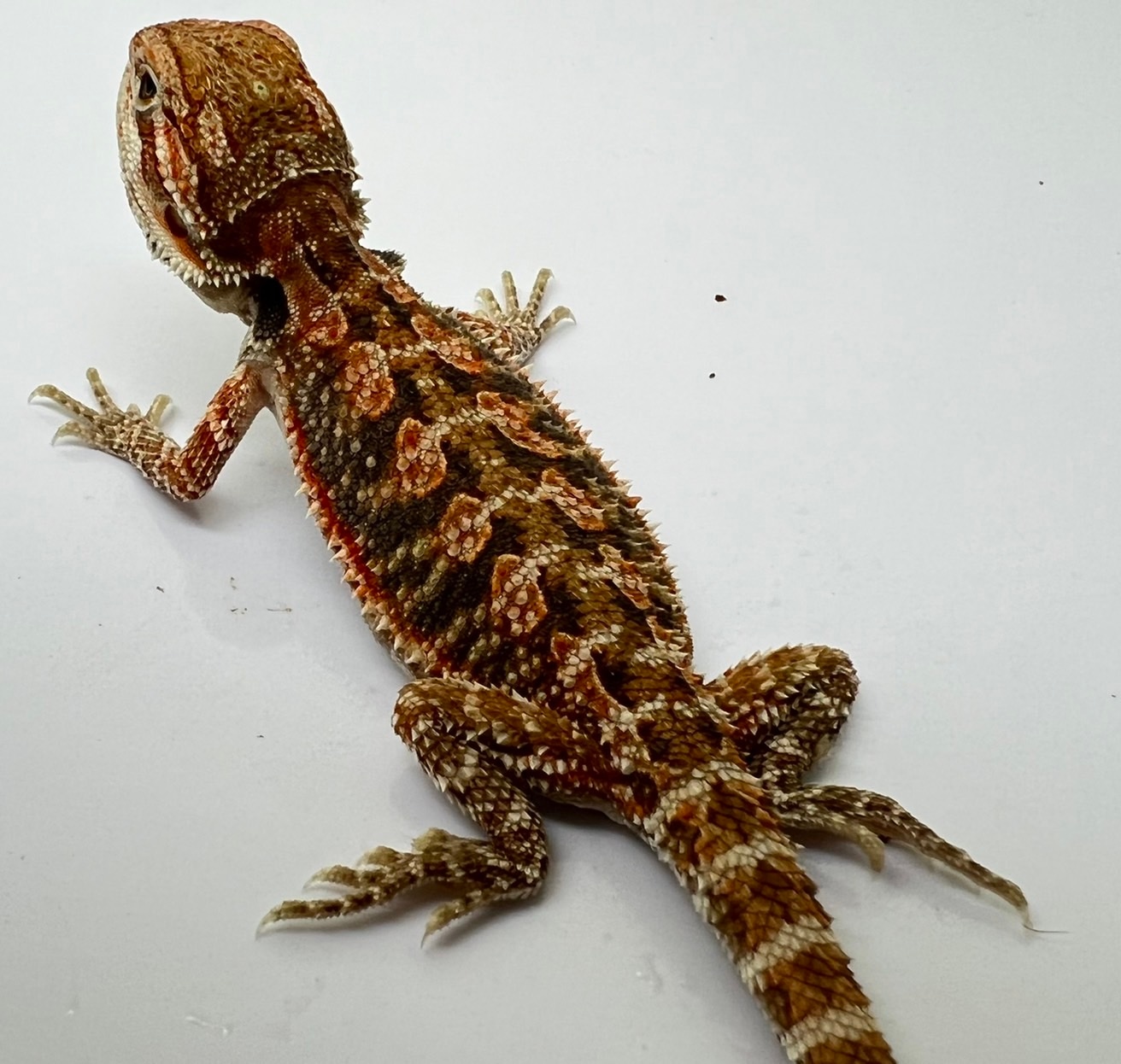 Normal Bearded Dragon Central Bearded Dragon by Budget Dubia - MorphMarket