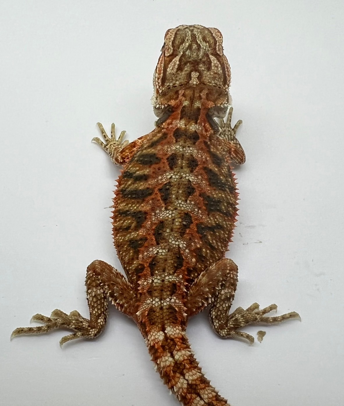 Tiger Bearded Dragon Central Bearded Dragon by Budget Dubia - MorphMarket