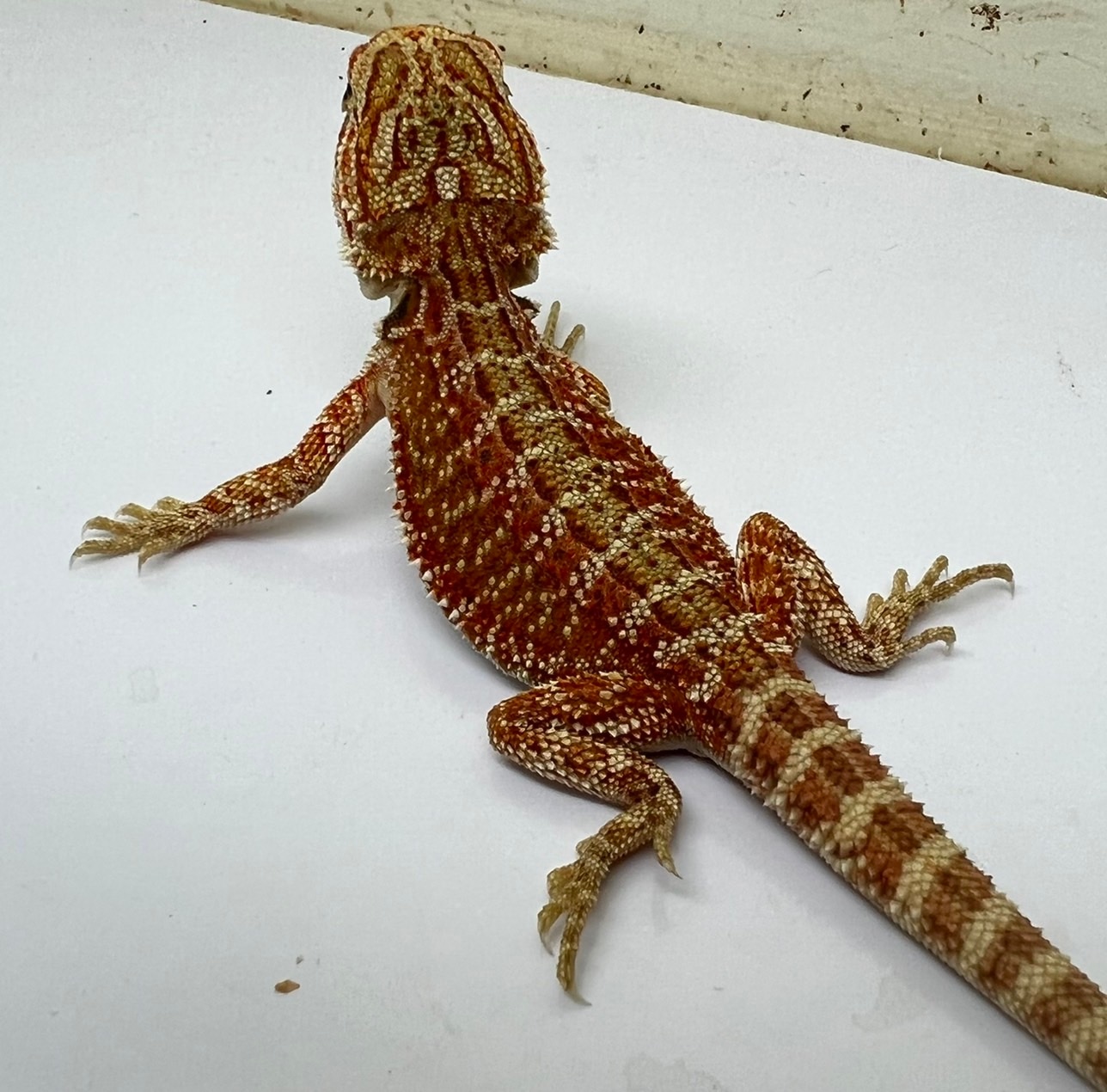 Hypo Genetic Stripe Bearded Dragon Central Bearded Dragon by Budget ...