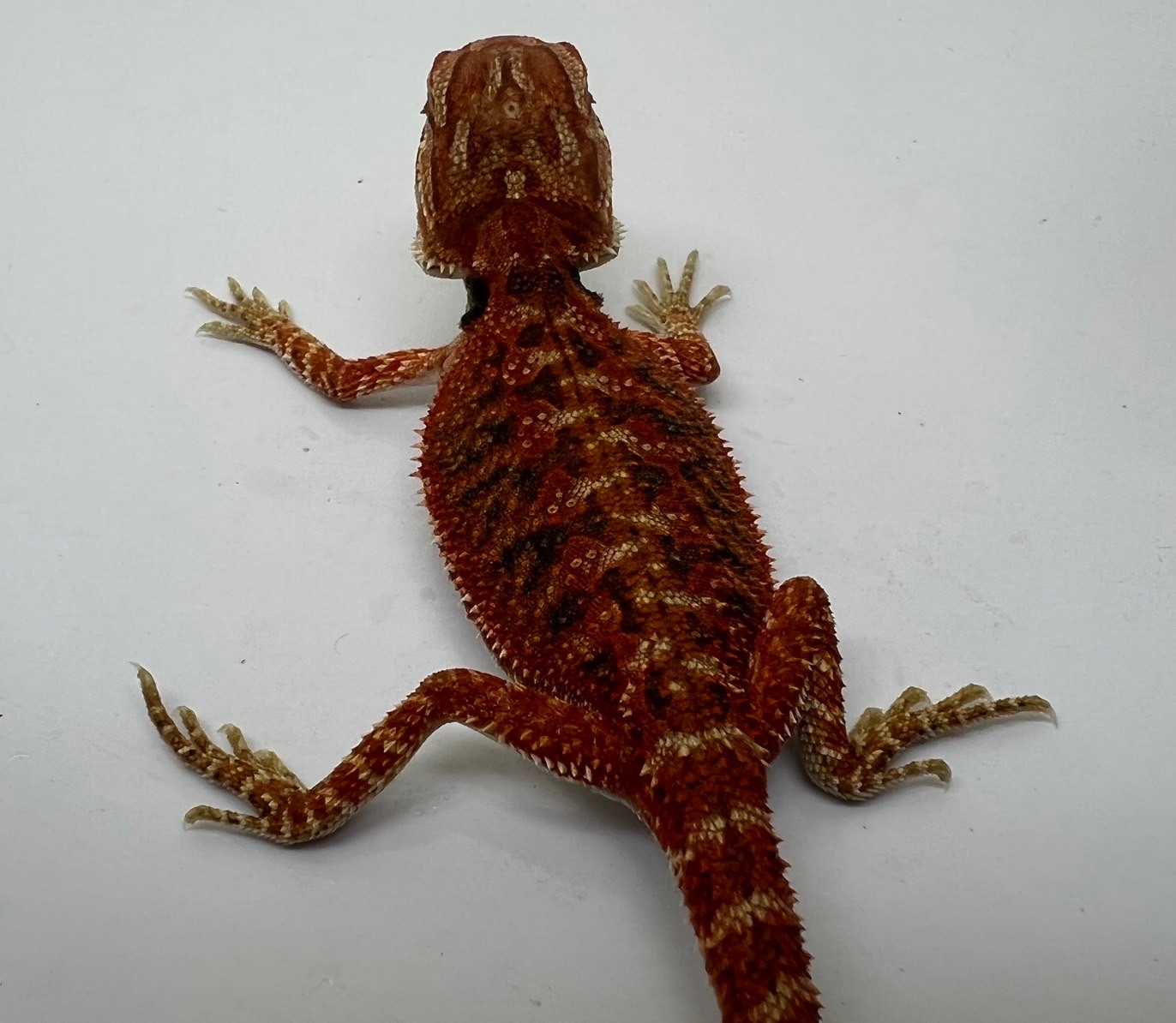 Red Hypo Bearded Dragon Central Bearded Dragon by Budget Dubia ...