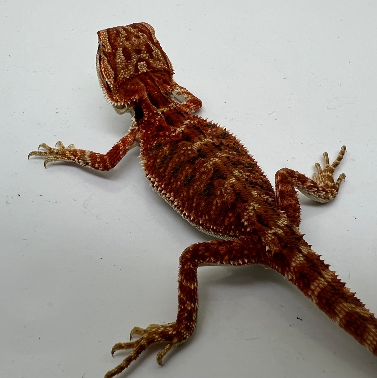 Red Bearded Dragon Central Bearded Dragon by Budget Dubia - MorphMarket