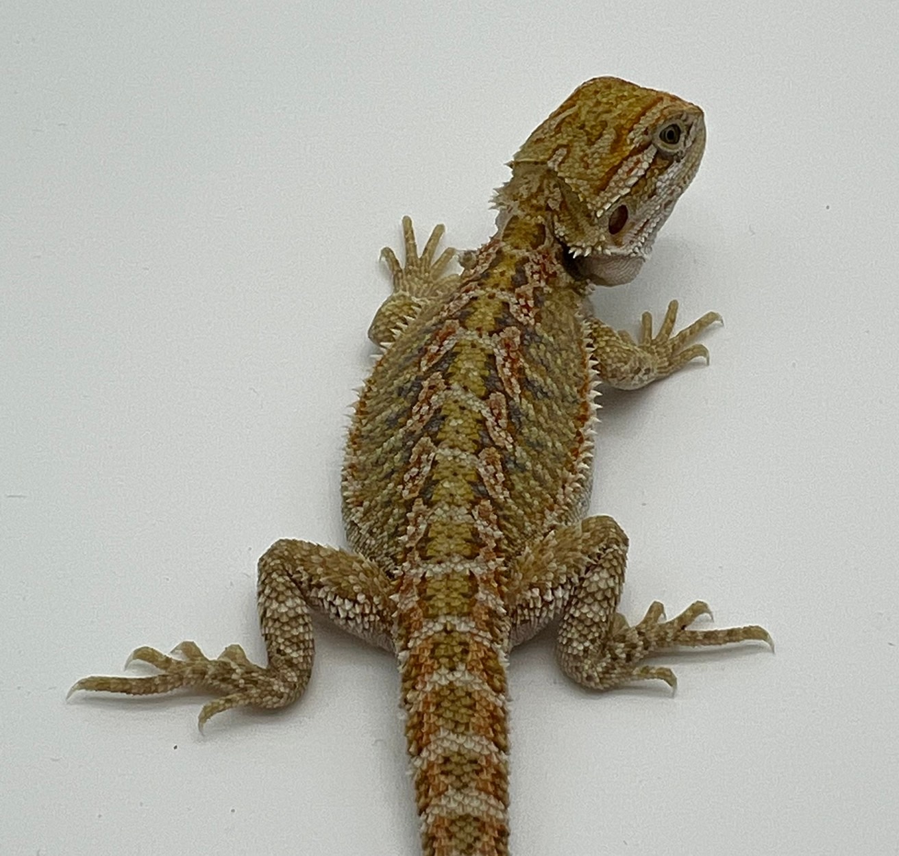 Hypo Blue Bar Bearded Dragon Central Bearded Dragon by Budget Dubia ...