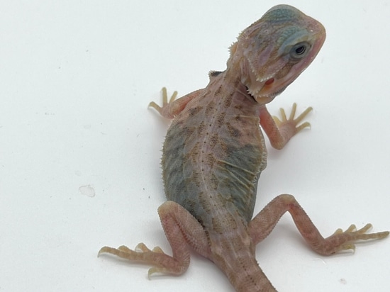 White Hypo Translucent 66% Het Zero Central Bearded Dragon by Budget Dubia