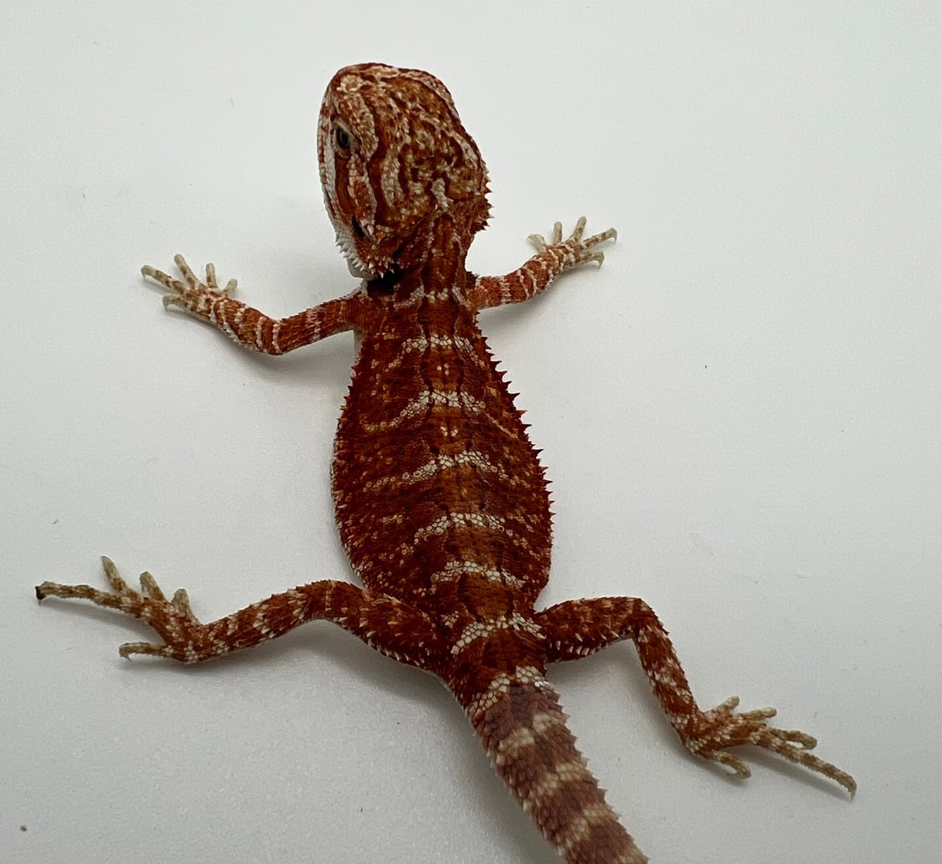 Hypo Red Tiger Central Bearded Dragon by Budget Dubia - MorphMarket