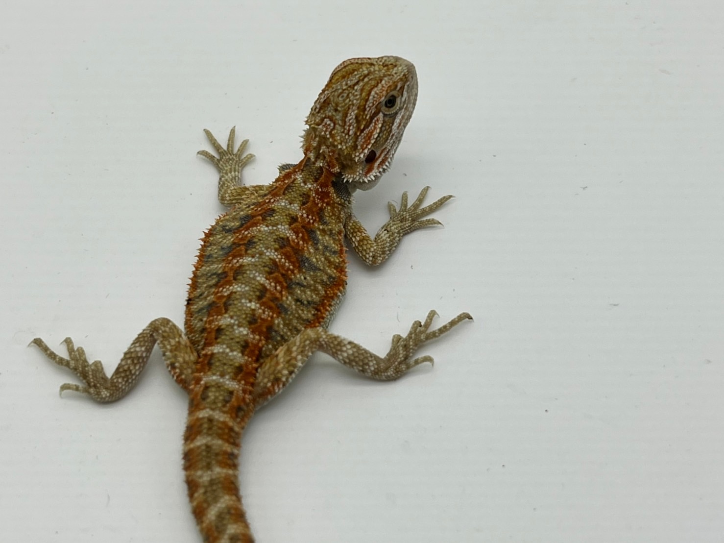 Yellow Hypo Blue Bar Central Bearded Dragon by Budget Dubia - MorphMarket