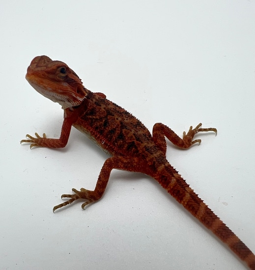 Red Hypo Translucent Central Bearded Dragon by Budget Dubia