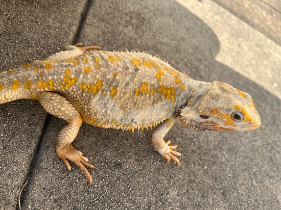 Paradox Central Bearded Dragon by Budget Dubia