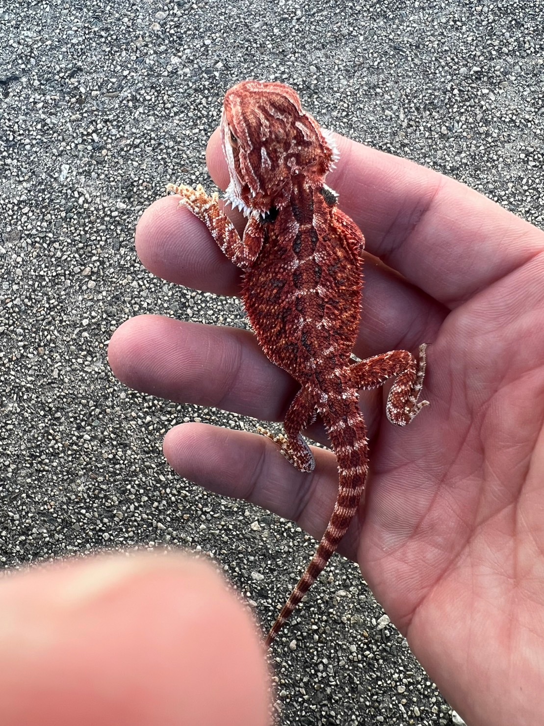 Red Tiger Central Bearded Dragon by Budget Dubia - MorphMarket