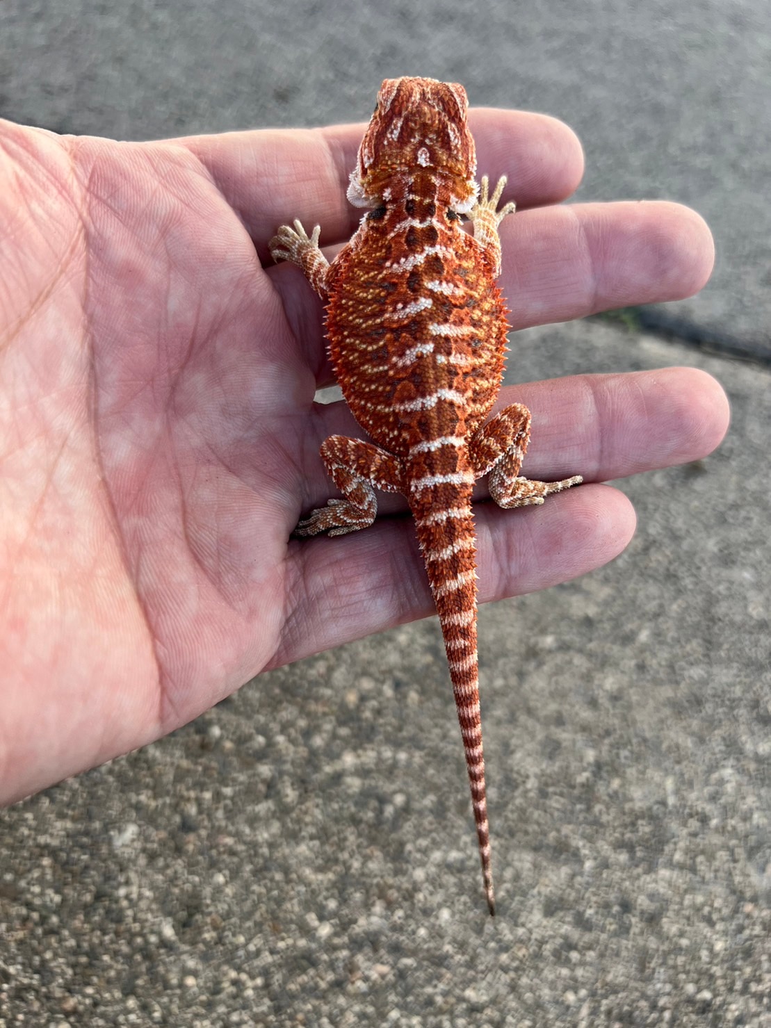 Red Orange Tiger Central Bearded Dragon by Budget Dubia - MorphMarket