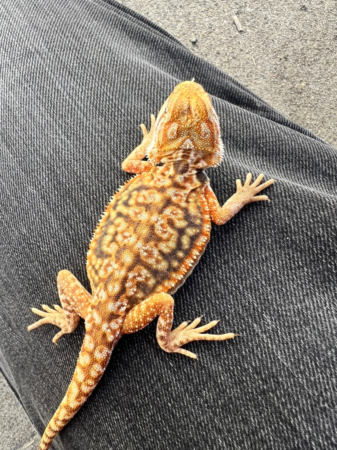 Dunner Leatherback Central Bearded Dragon by Budget Dubia - MorphMarket