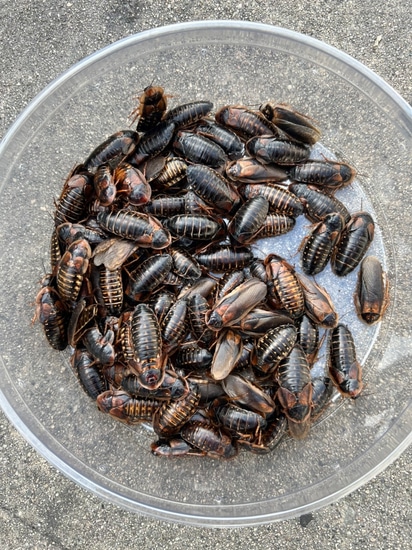 Adult 25 Males And 75 Females Breeding Set Cockroach by Budget Dubia