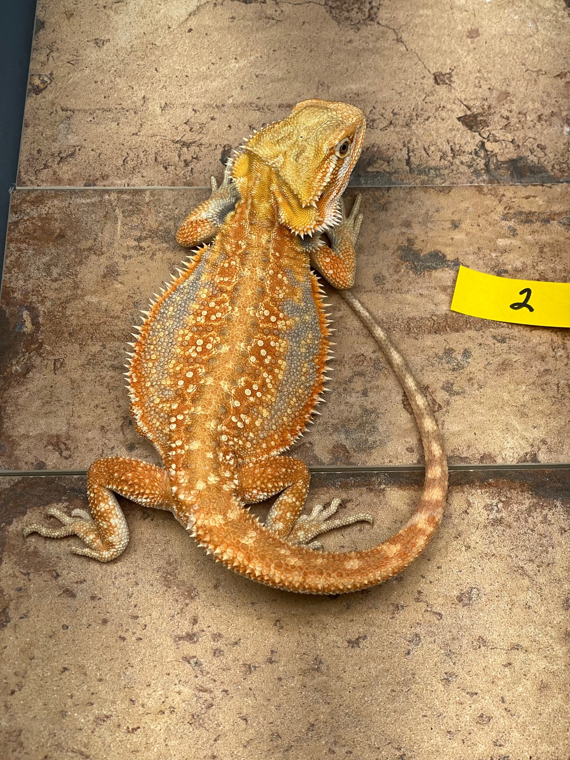 Female Hypo Dunner 66% Het Trans Central Bearded Dragon by Buffalo ...