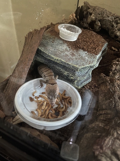 Pink-Tongue Juvie Pink-Tongued Skink by Ufiix