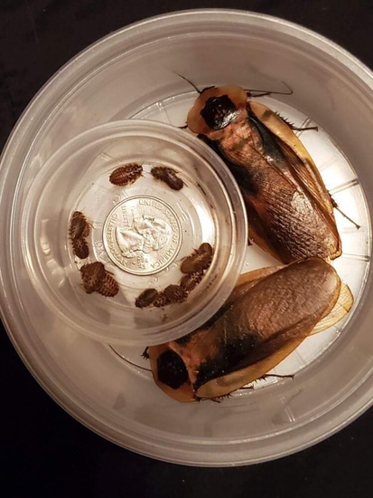 10x Nymphs Giant Cave Roaches ( Blaberus Giganteus ) More Invertebrate ...