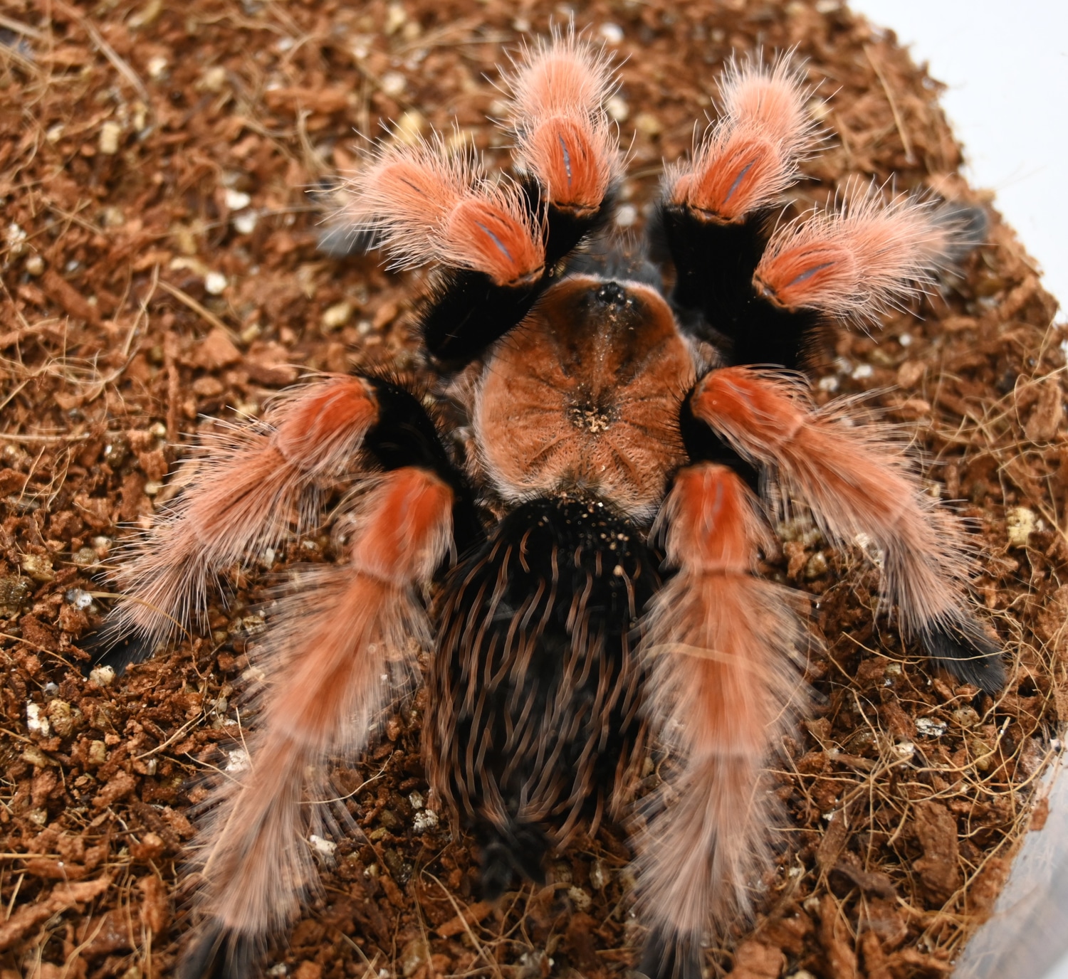 Brachypelma Boehmei Tarantula by BugFarts - MorphMarket